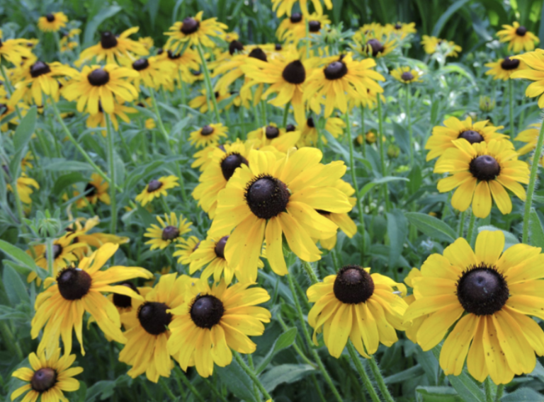 Tips for Planting Over Septic Drain Fields | Ri-Industries